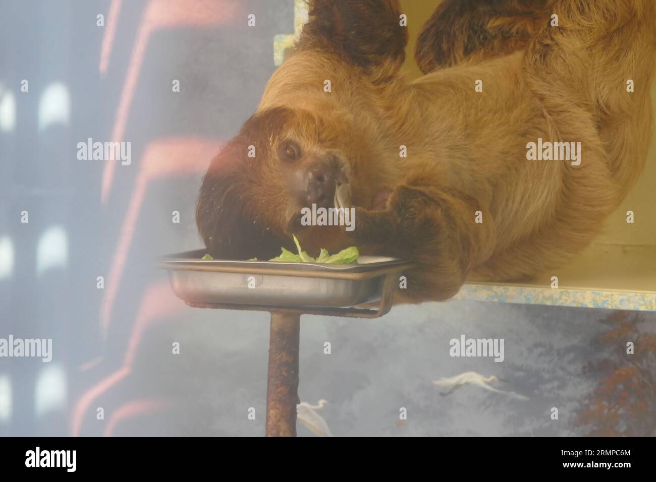 Sloths In California