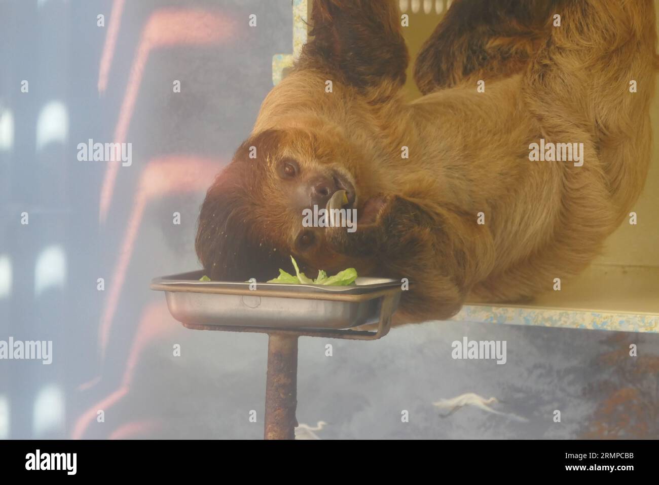Los Angeles, California, USA 29th August 2023 LinneÕs Two-Toed Sloth ...