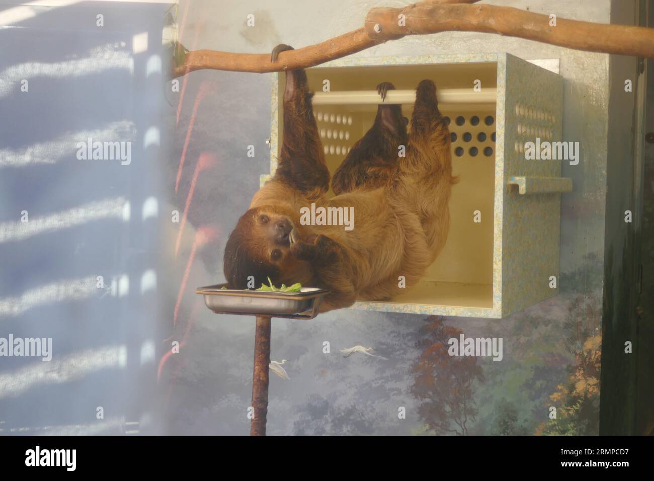 Linnes two toed sloths hi-res stock photography and images - Alamy