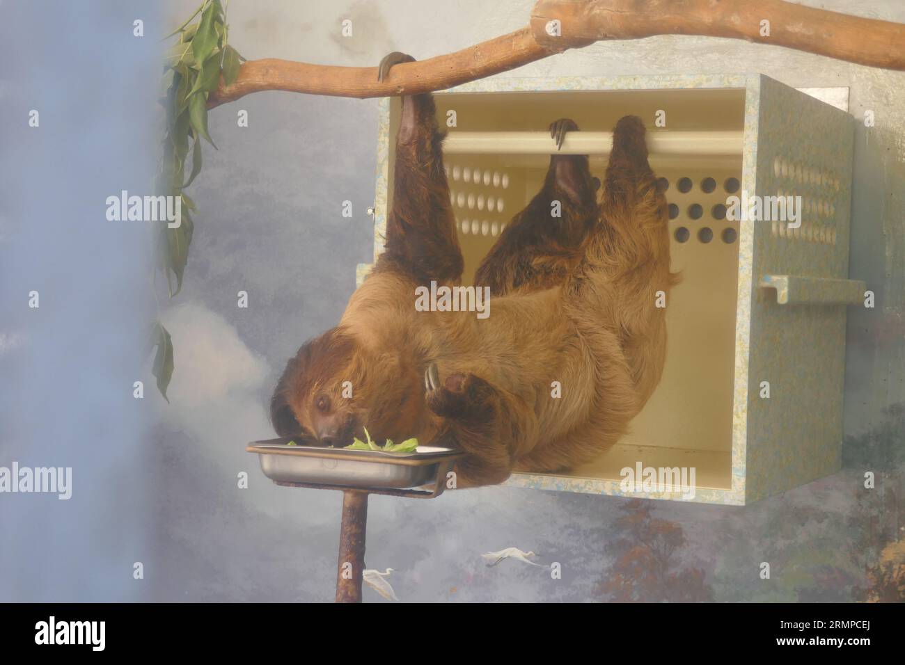 Los Angeles, California, USA 29th August 2023 LinneÕs Two-Toed Sloth ...