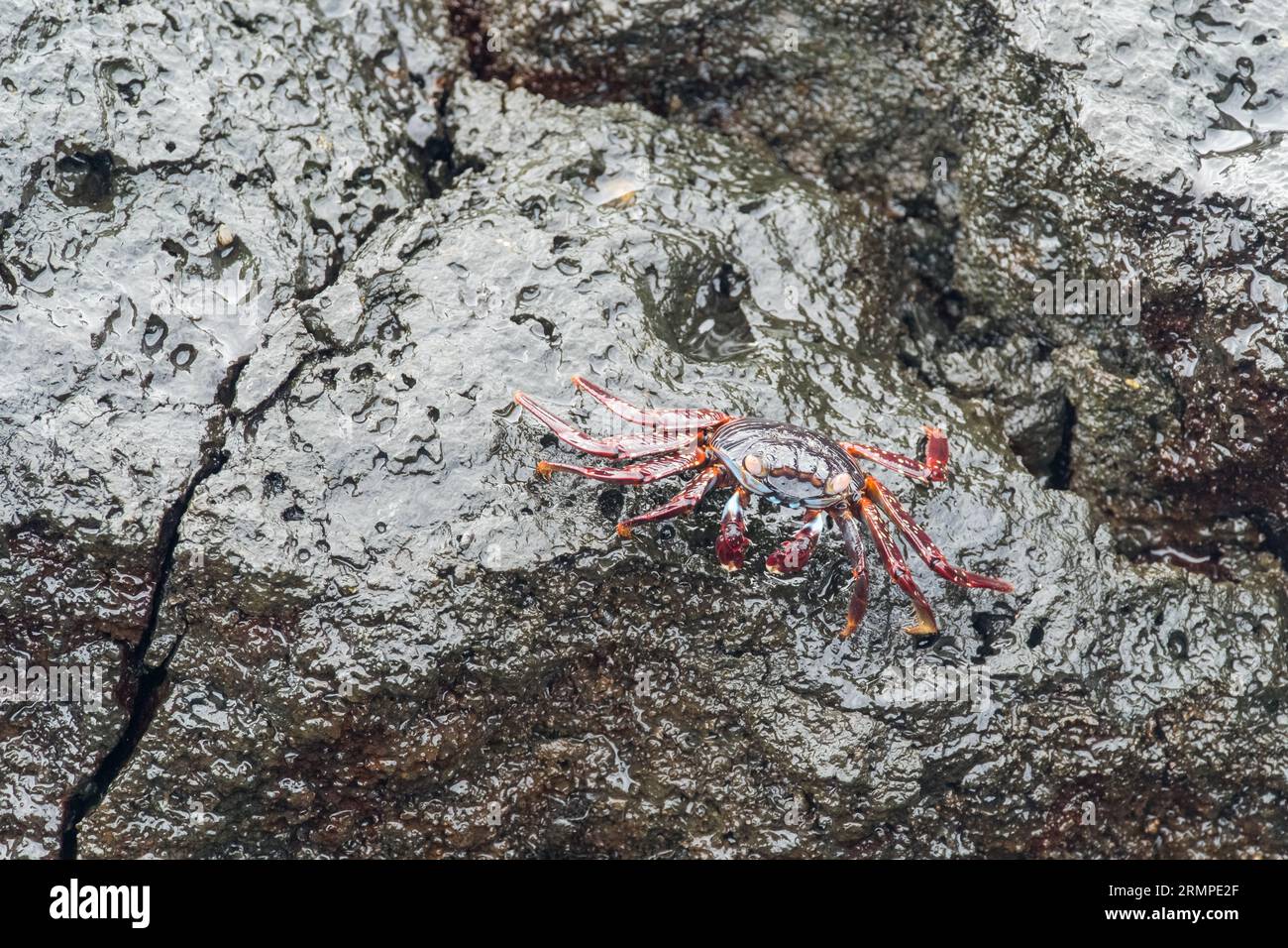Colorful crab resting over some rocks near Santa Cruz harboour ...