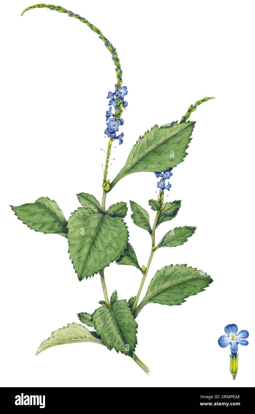 Blue porterweed (Stachytarpheta jamaicensis), illustration Stock Photo ...