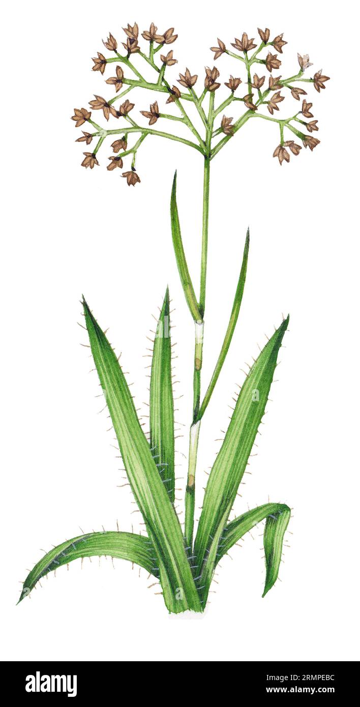 Great wood-rush (Luzula sylvatica), illustration Stock Photo - Alamy