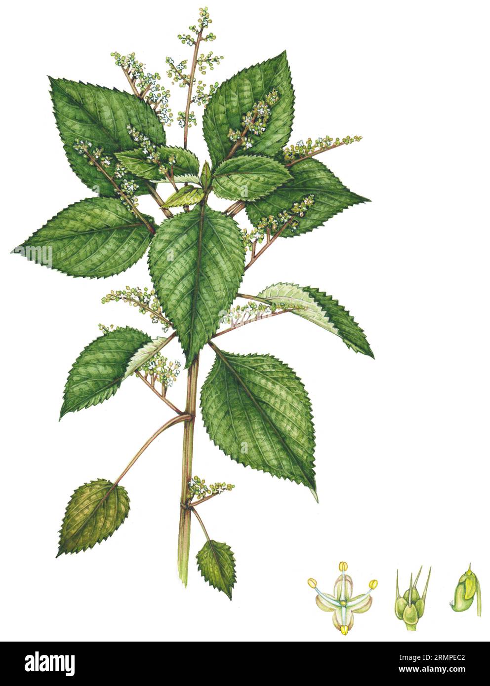 West Indian woodnettle (Laportea aestuans), illustration Stock Photo ...