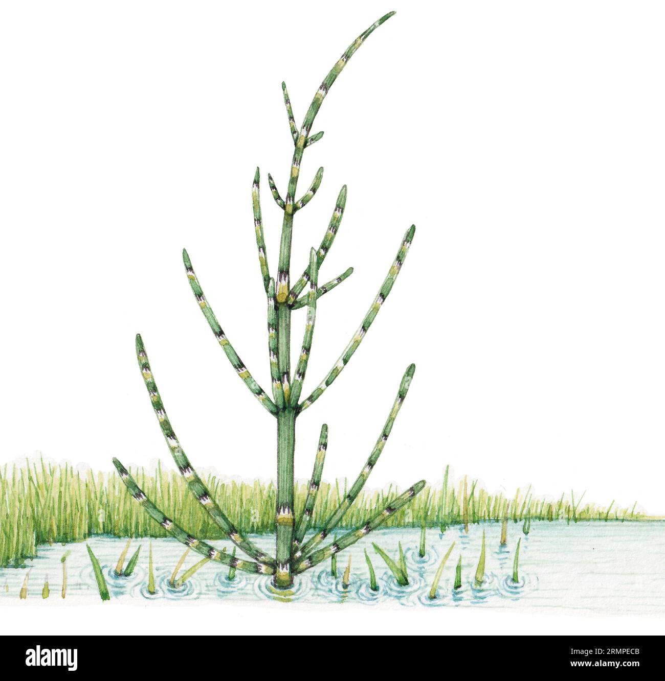 Marsh horsetail (Equisetum palustre), illustration Stock Photo - Alamy