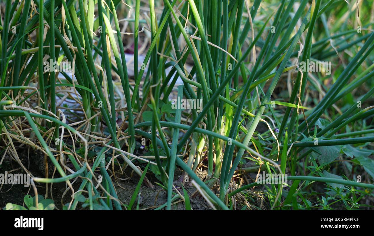 Onion scented leaves hi-res stock photography and images - Alamy