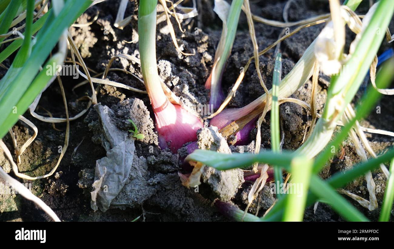Onion scented leaves hi-res stock photography and images - Alamy