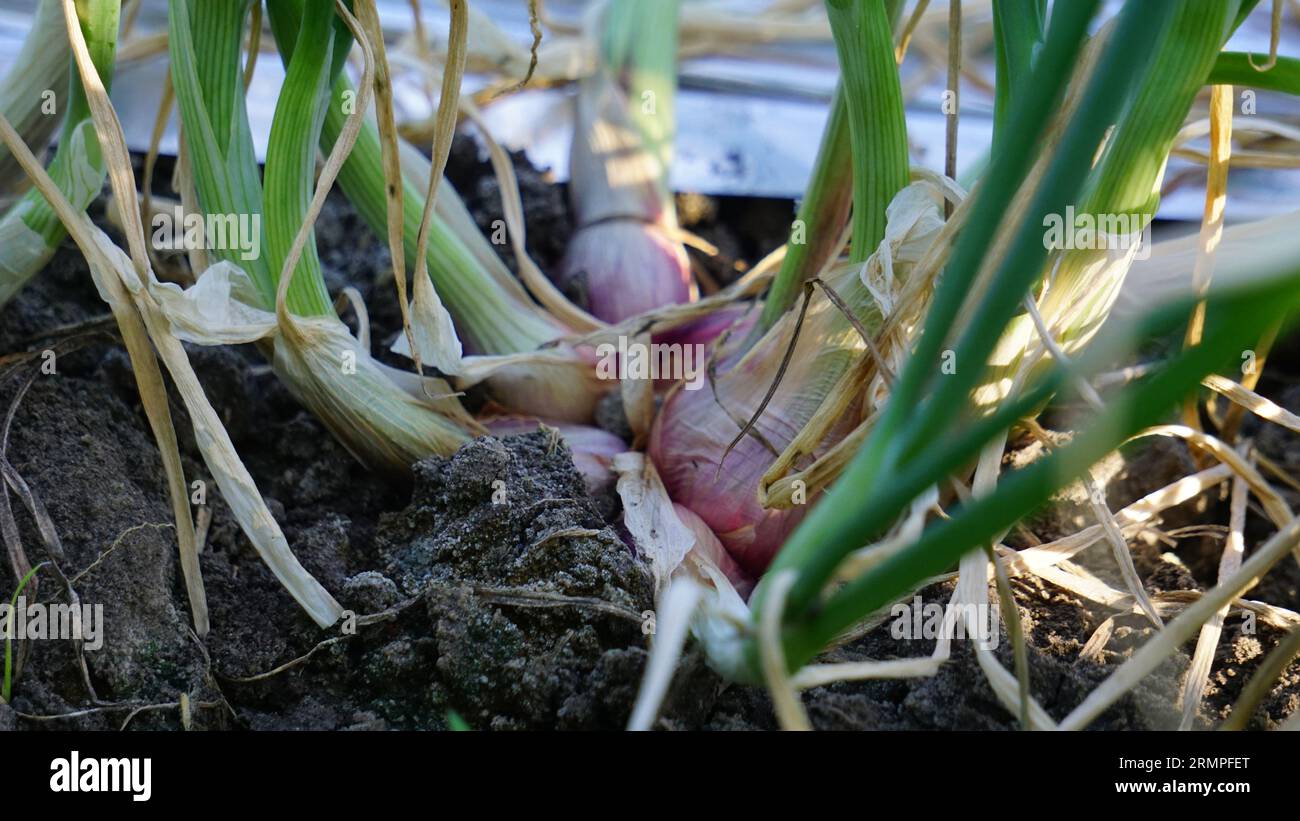 Onion tree hi-res stock photography and images - Alamy