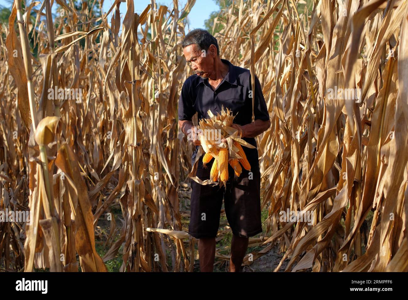 A farmer is harvesting dry corn in the field Stock Photo - Alamy