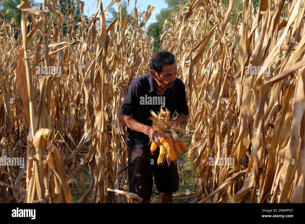 Farmer dry farming hi-res stock photography and images - Alamy