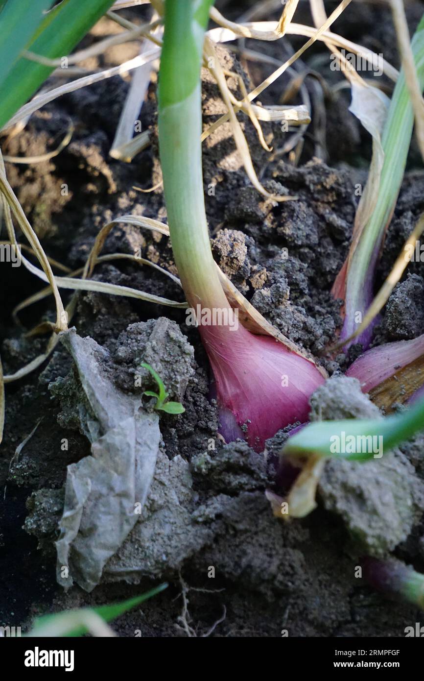 Onion scented leaves hi-res stock photography and images - Alamy