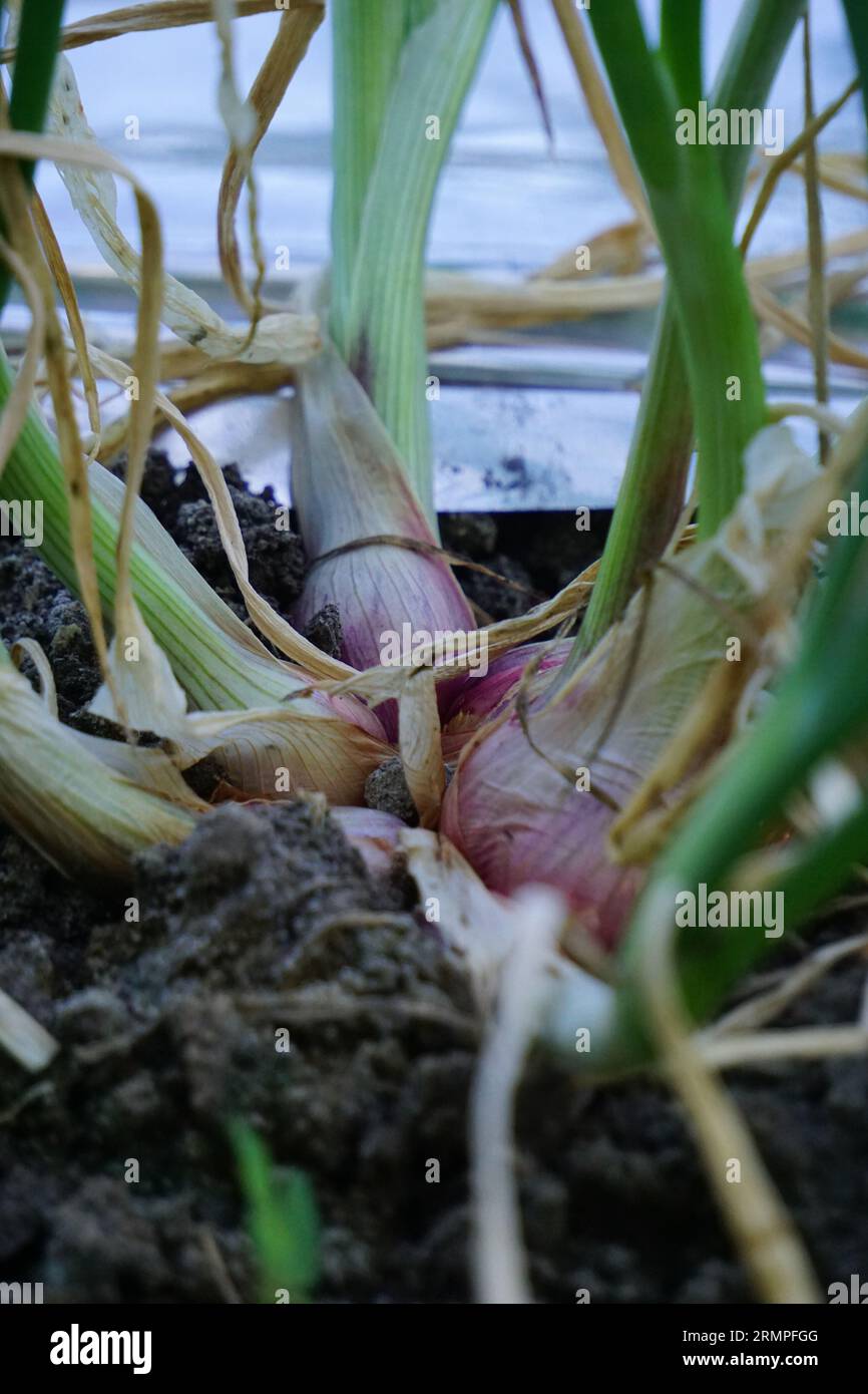 Onion tree hi-res stock photography and images - Alamy