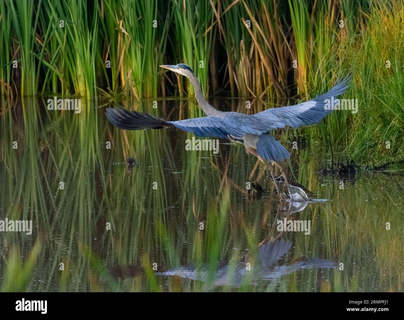 Great blue heron in flight over Manitou Lake Colorado Stock Photo - Alamy