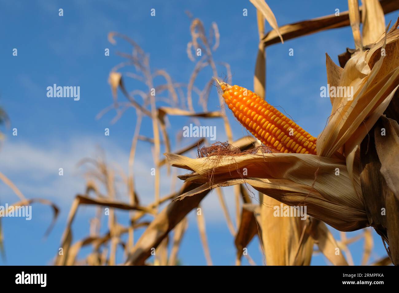 Dried corn field in the farm garden, corn pods on stalks Stock Photo ...