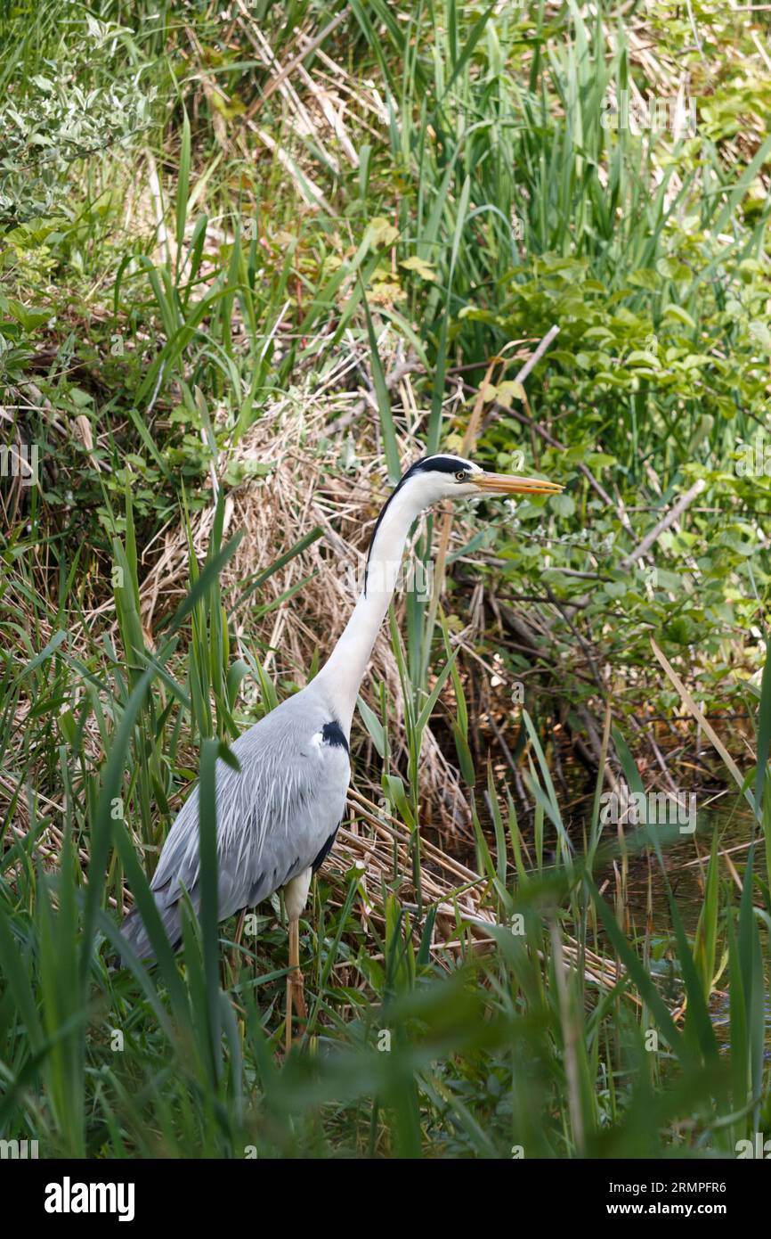 Grey heron standing in reeds on lake shore Stock Photo - Alamy