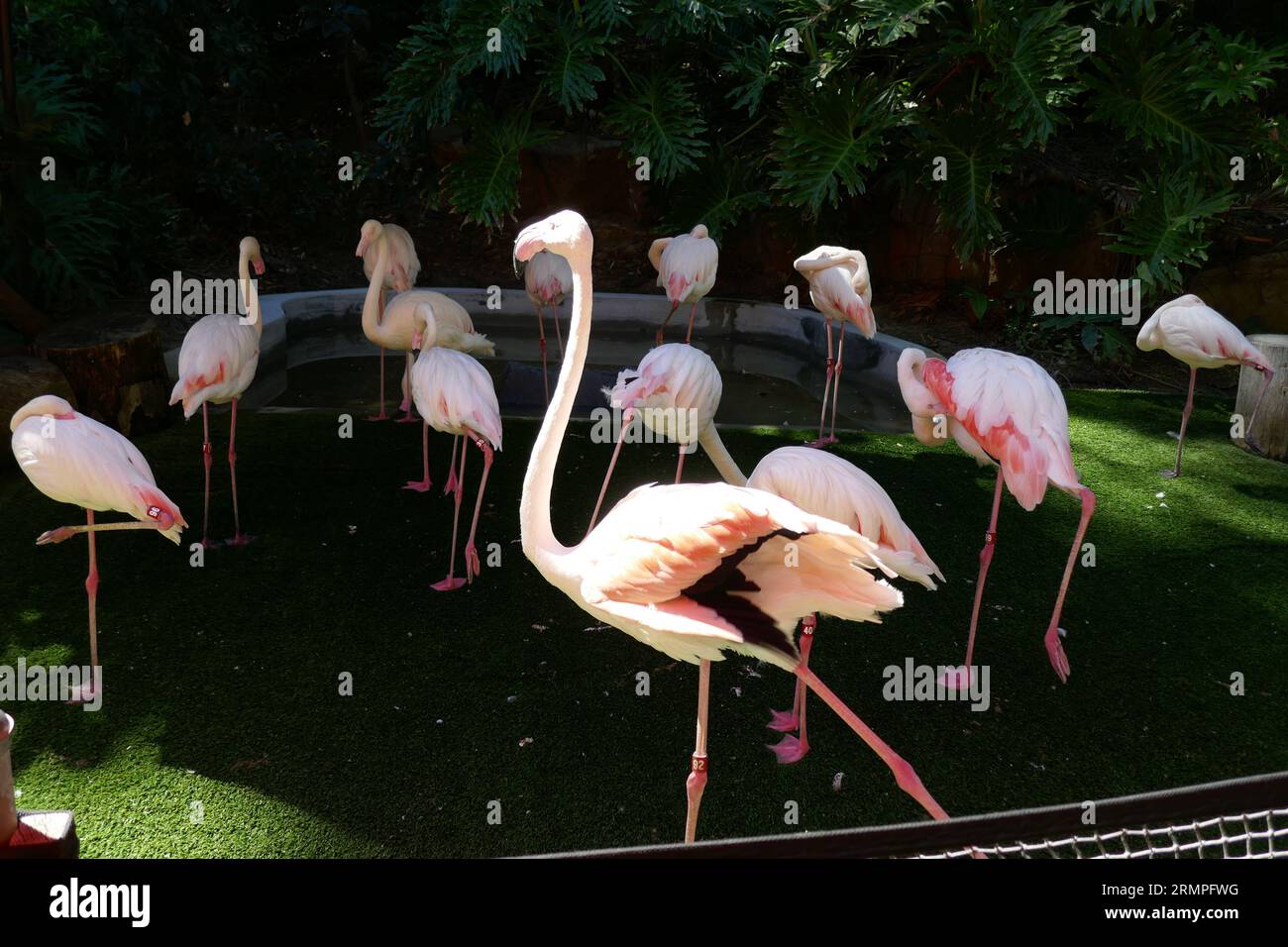 Los Angeles, California, USA 29th August 2023 Flamingos at LA Zoo on ...