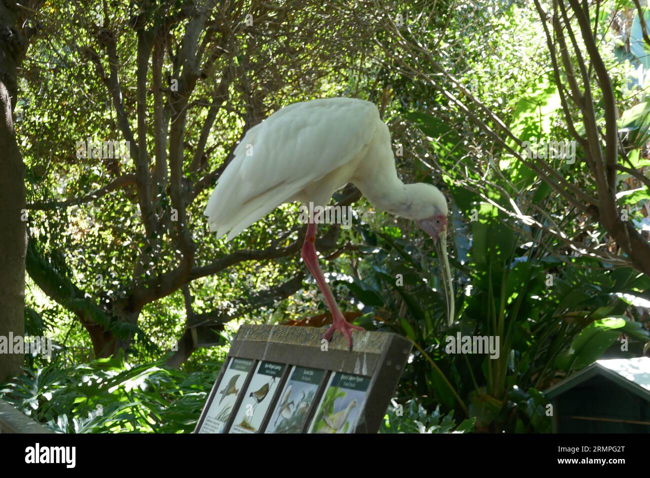 Los Angeles, California, USA 29th August 2023 Spoonbill in Aviary at LA ...