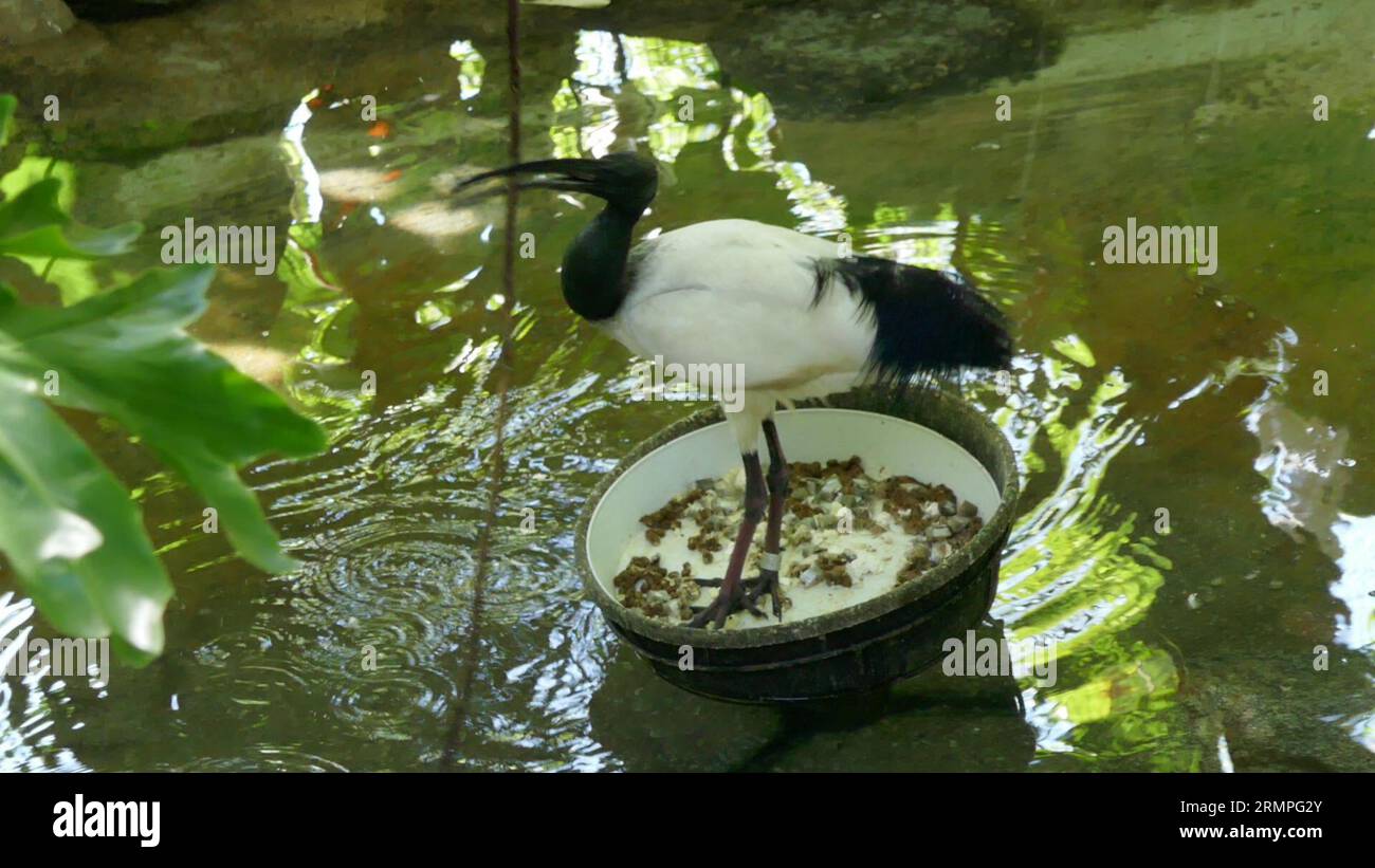 Los Angeles, California, USA 29th August 2023 Sacred Ibis in Aviary at ...