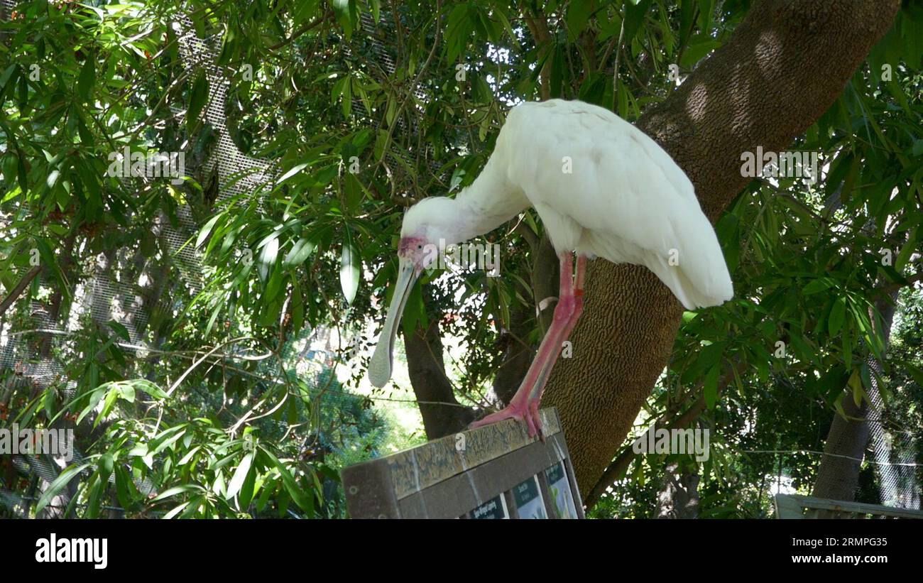 Los Angeles, California, USA 29th August 2023 Spoonbill in Aviary at LA ...