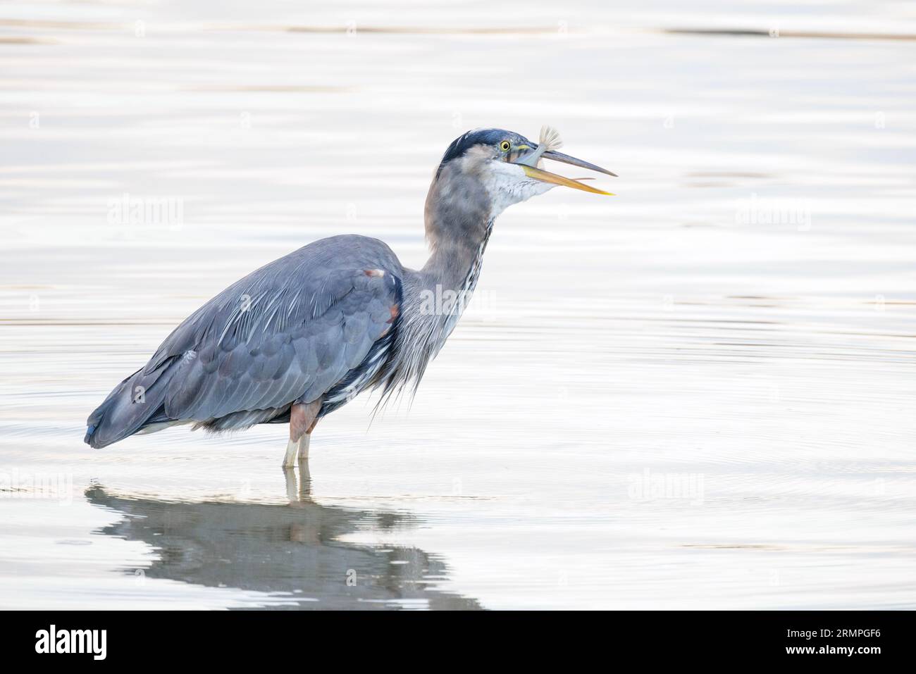 Great blue heron eat fish at Vancouver BC Canada Stock Photo - Alamy