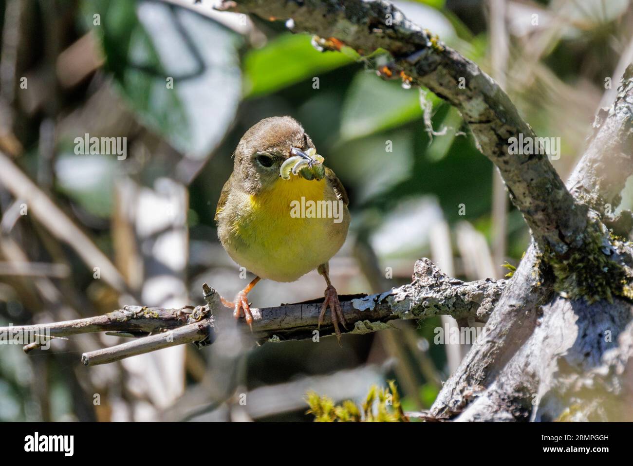 Female Common yellowthroat bird at Vancouver BC Canada Stock Photo - Alamy