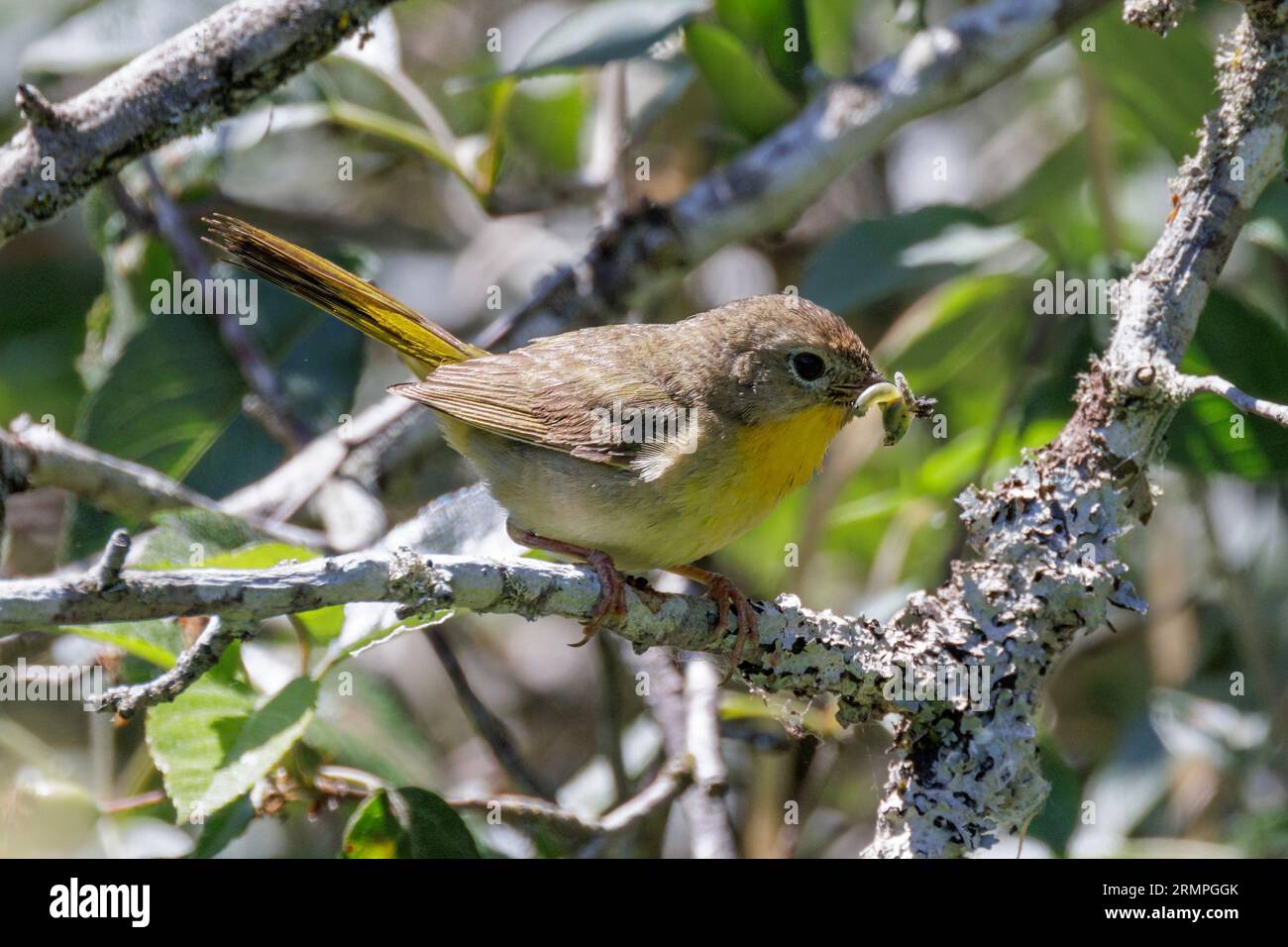 Female Common yellowthroat bird at Vancouver BC Canada Stock Photo - Alamy