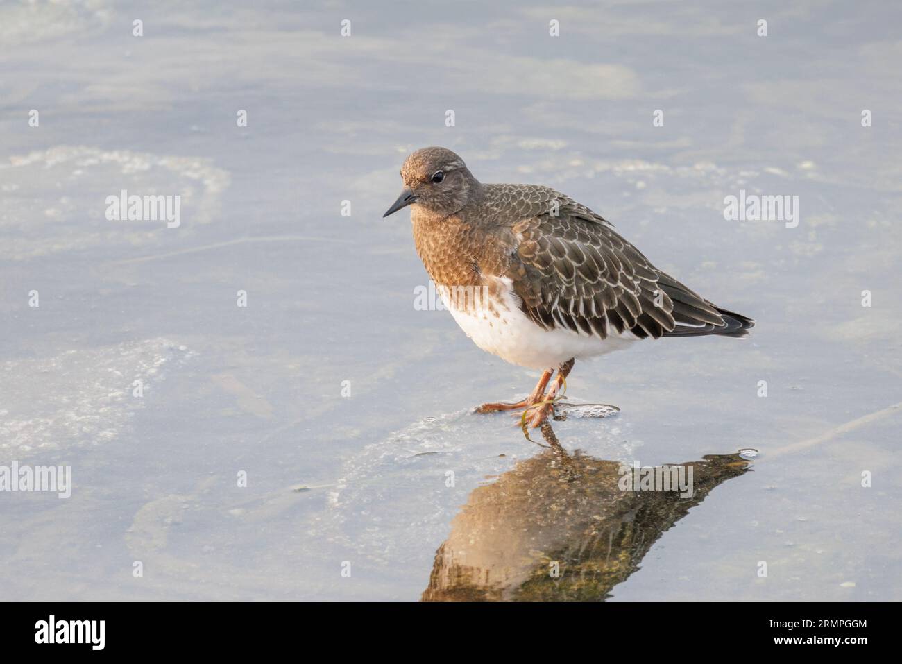 Black turnstone bird at Vancouver BC Canada Stock Photo - Alamy