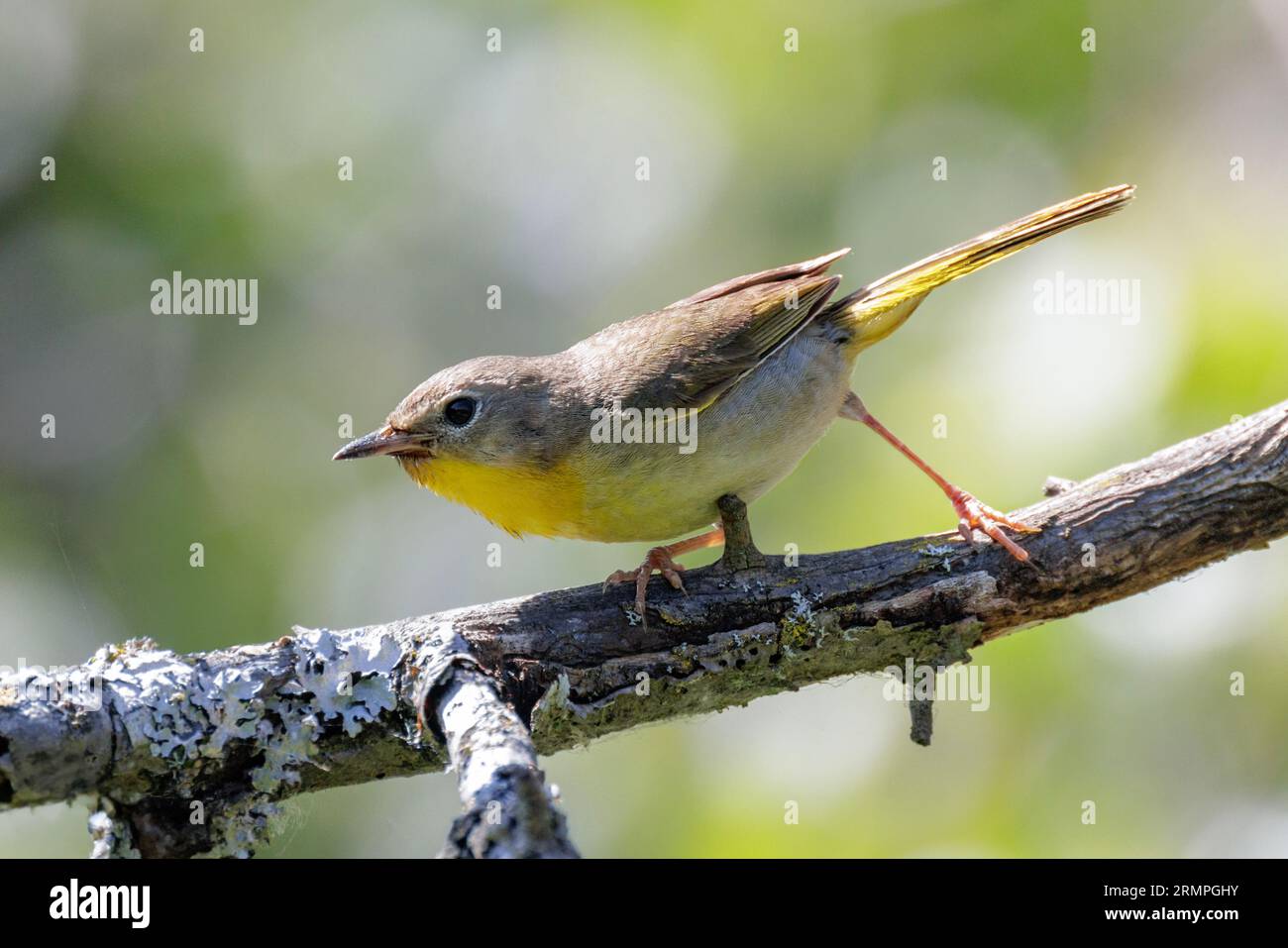 Female Common yellowthroat bird at Vancouver BC Canada Stock Photo - Alamy