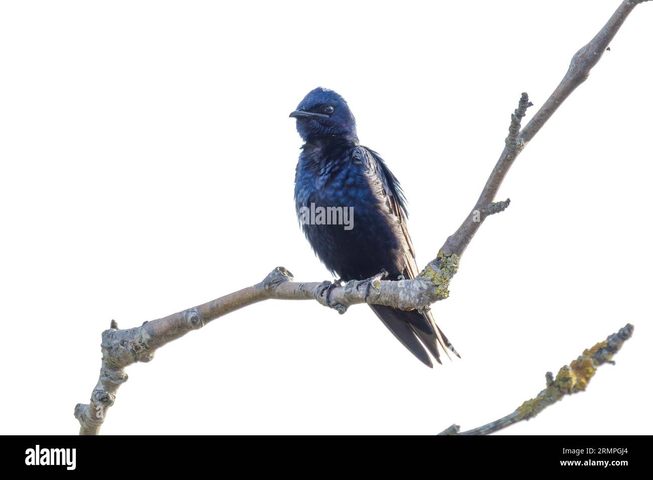 Purple martin hi-res stock photography and images - Alamy