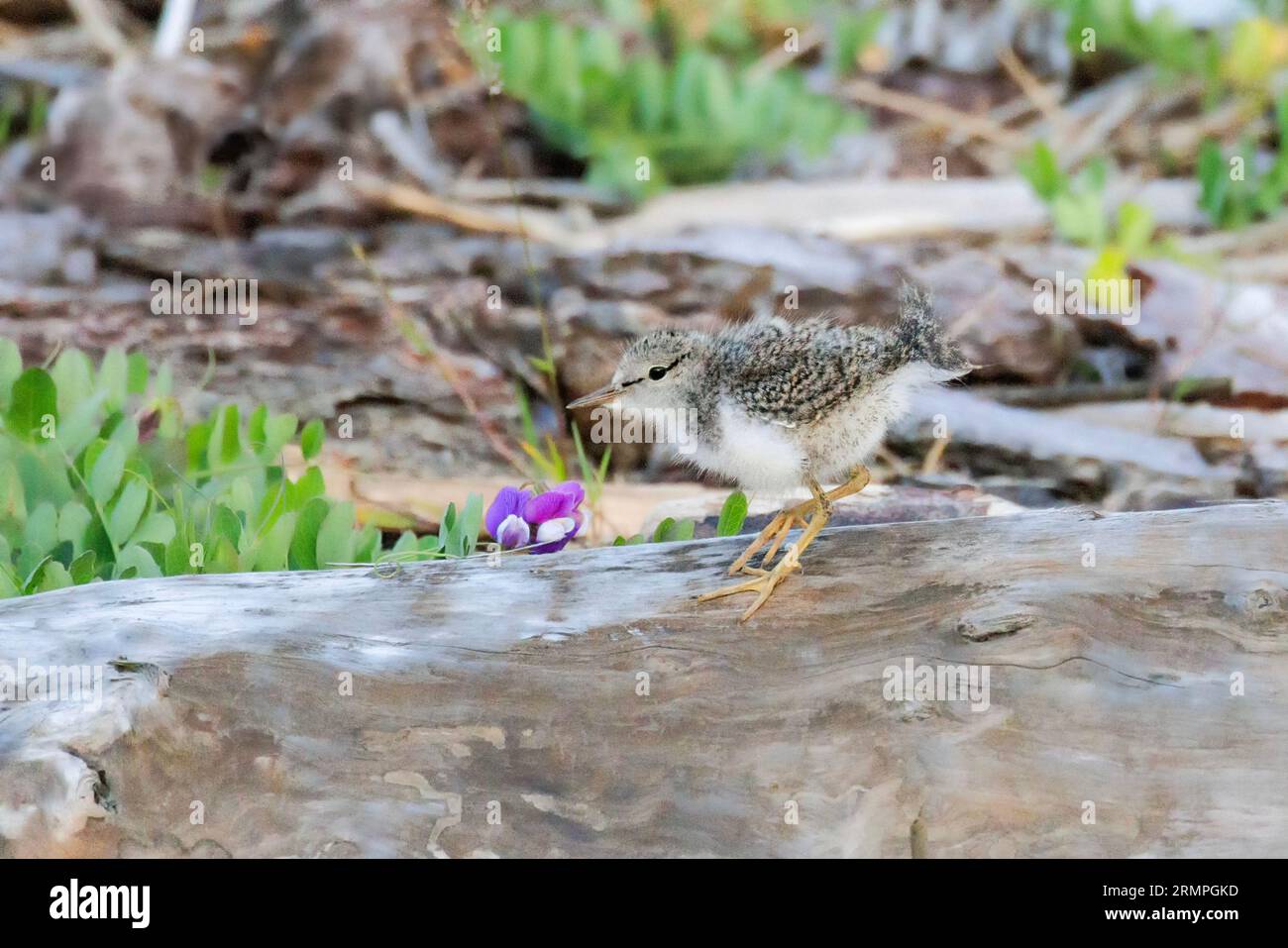 Spotted sandpiper chick bird at Vancouver BC Canada Stock Photo - Alamy