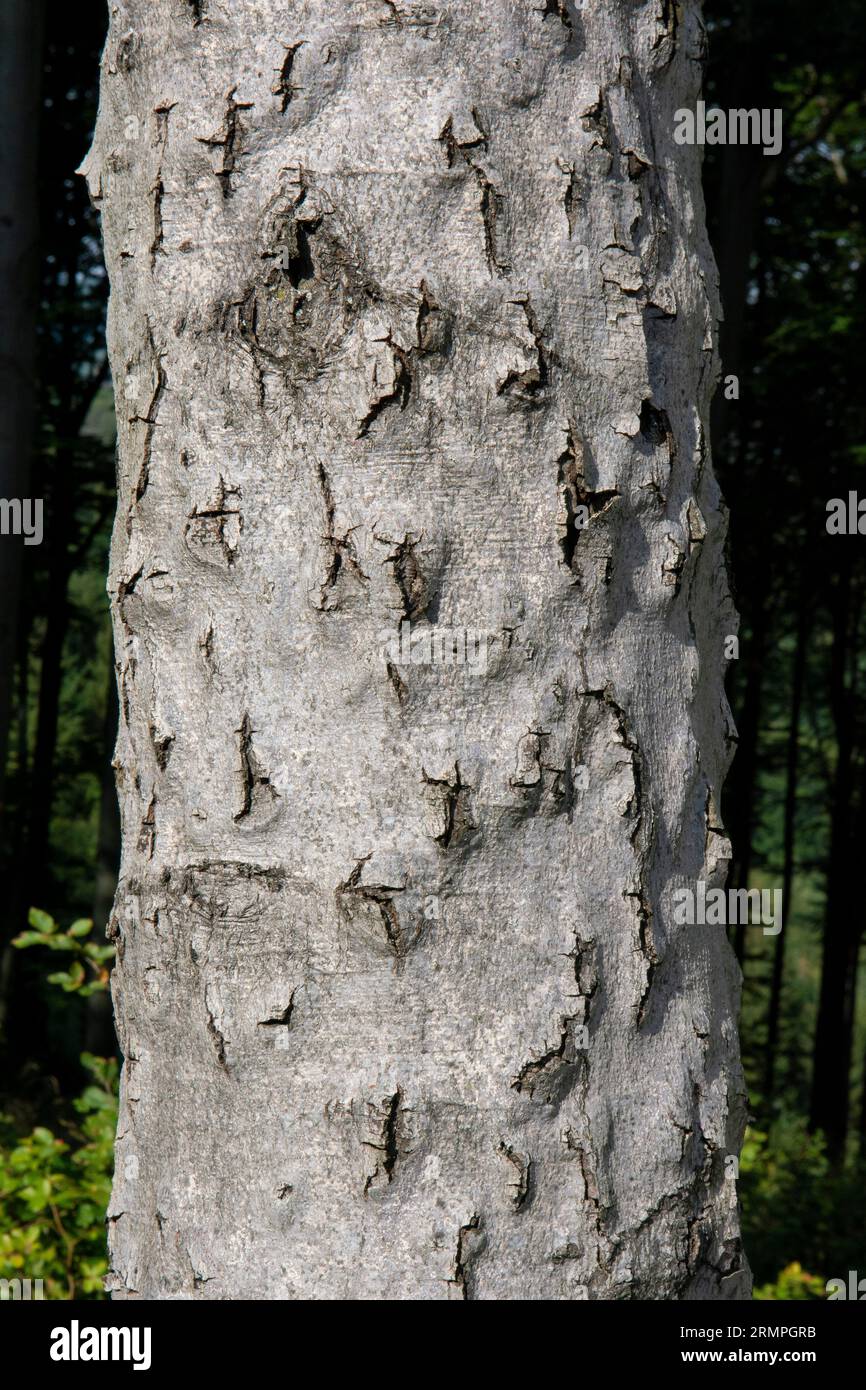 Beech bark disease (BBD). Fagus tree bark infested by Xylococculus ...