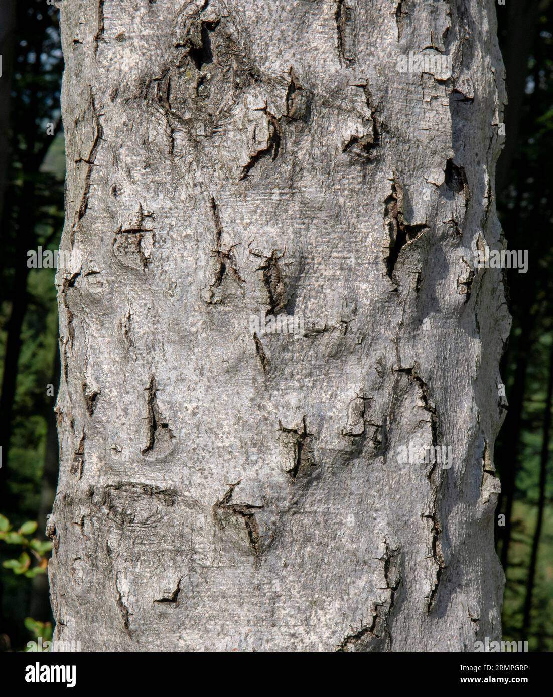Cryptococcus hi-res stock photography and images - Alamy