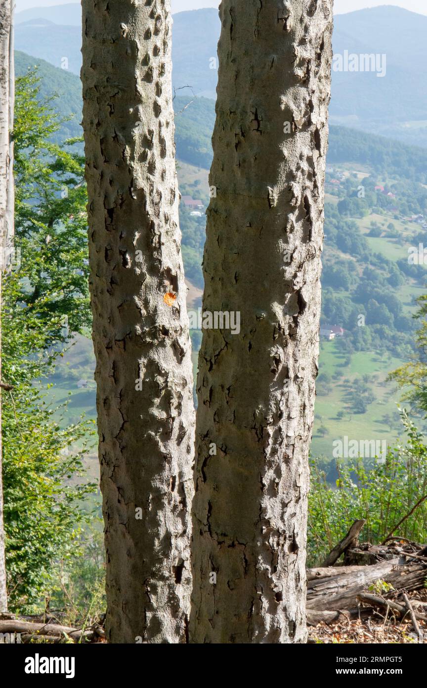 Beech bark disease (BBD). Fagus tree bark infested by Xylococculus ...