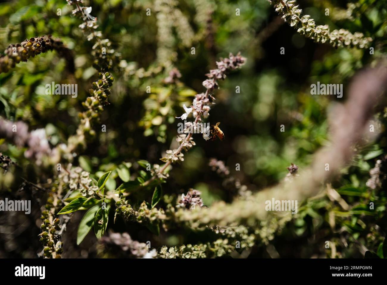 Western honey bee on flower hi-res stock photography and images - Alamy