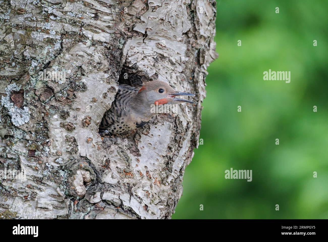 Northern Flicker Juvenile Northern Flicker Wikipedia