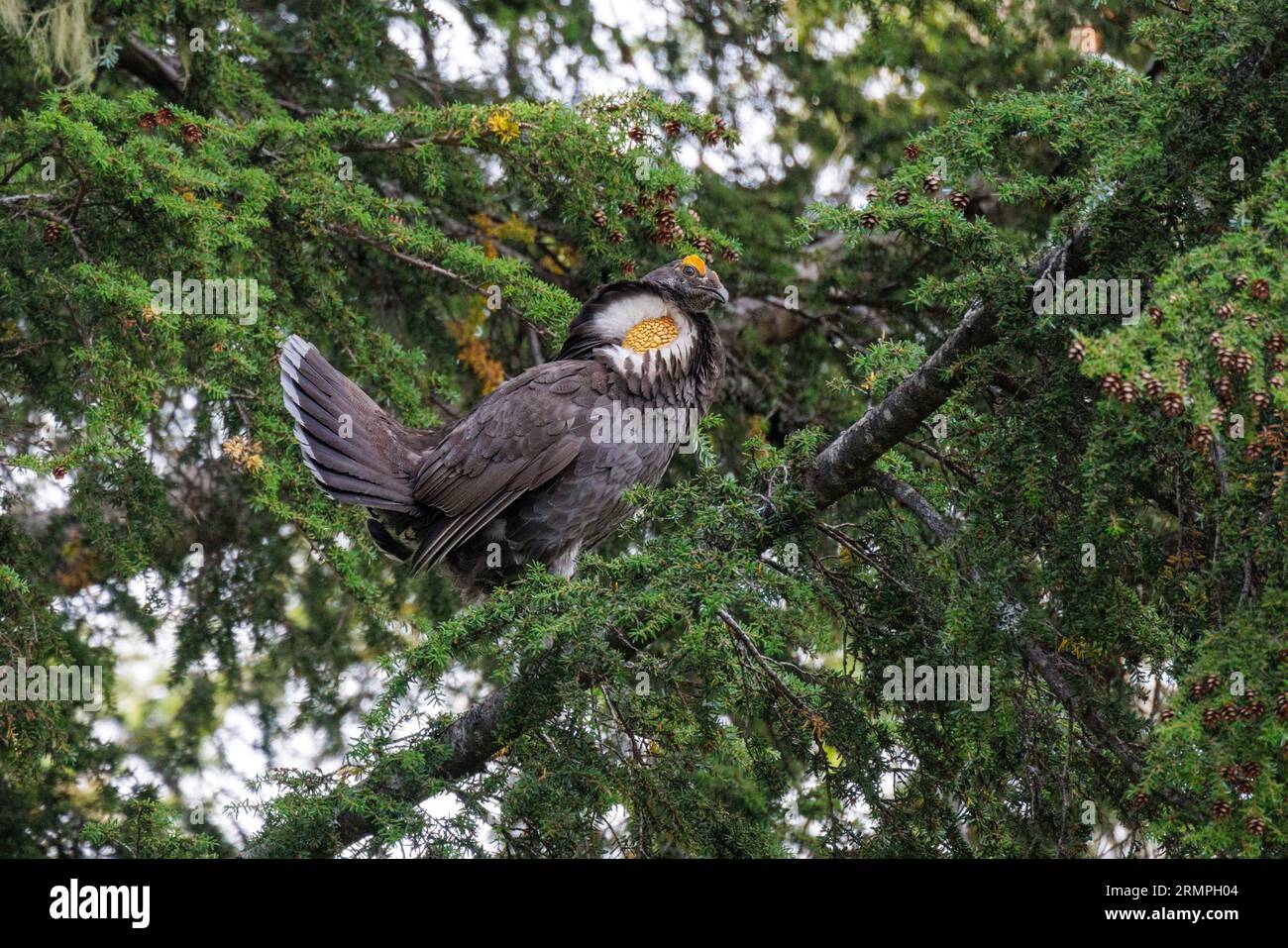 Male Sooty grouse bird at Vancouver BC Canada Stock Photo - Alamy