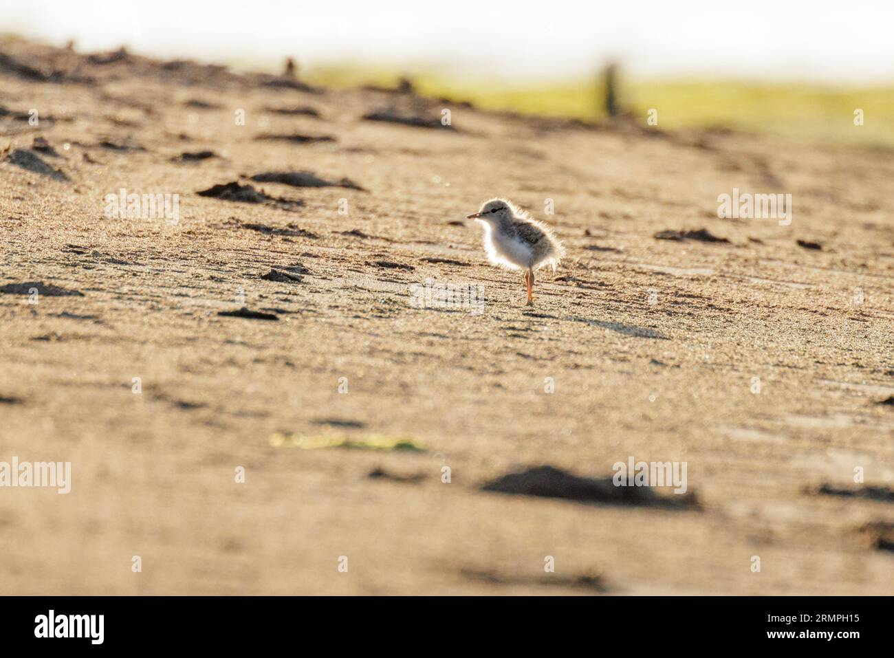 Spotted sandpiper chick hi-res stock photography and images - Alamy