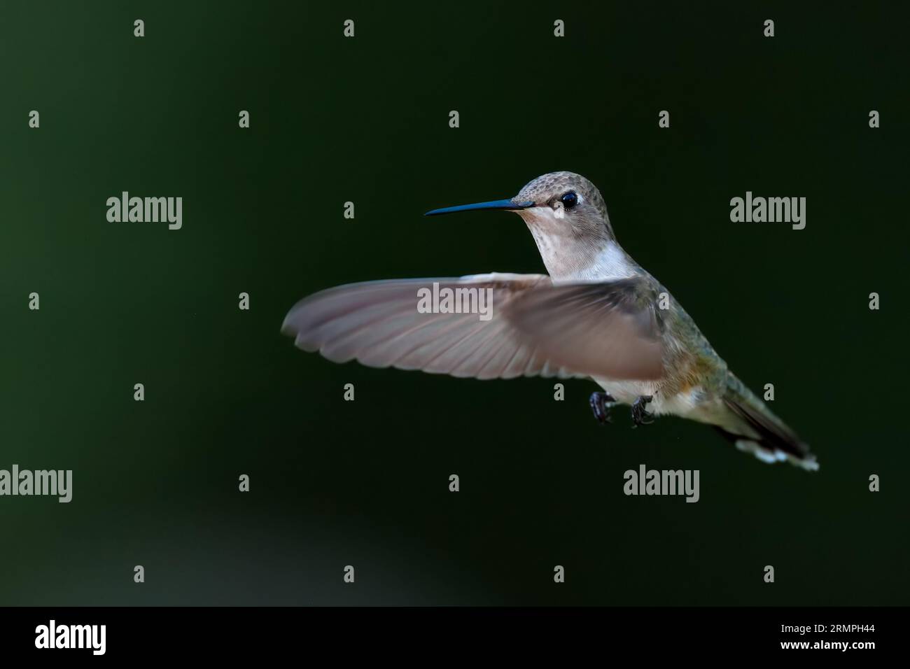 Alert Black-chinned hummingbird in elegant flight against natural light ...
