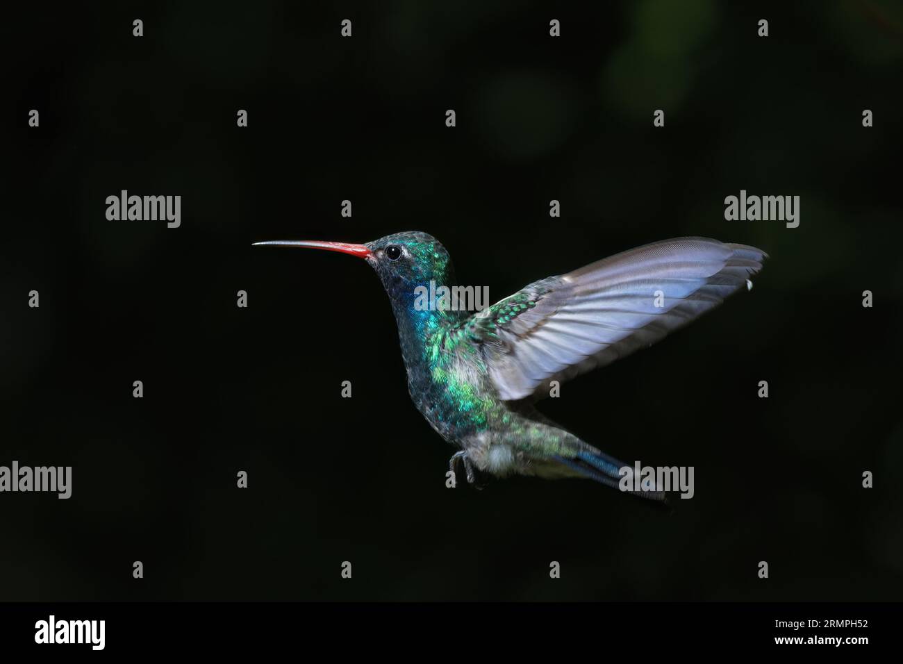 Broad-billed hummingbird, wings spread, displays luminescent green body ...