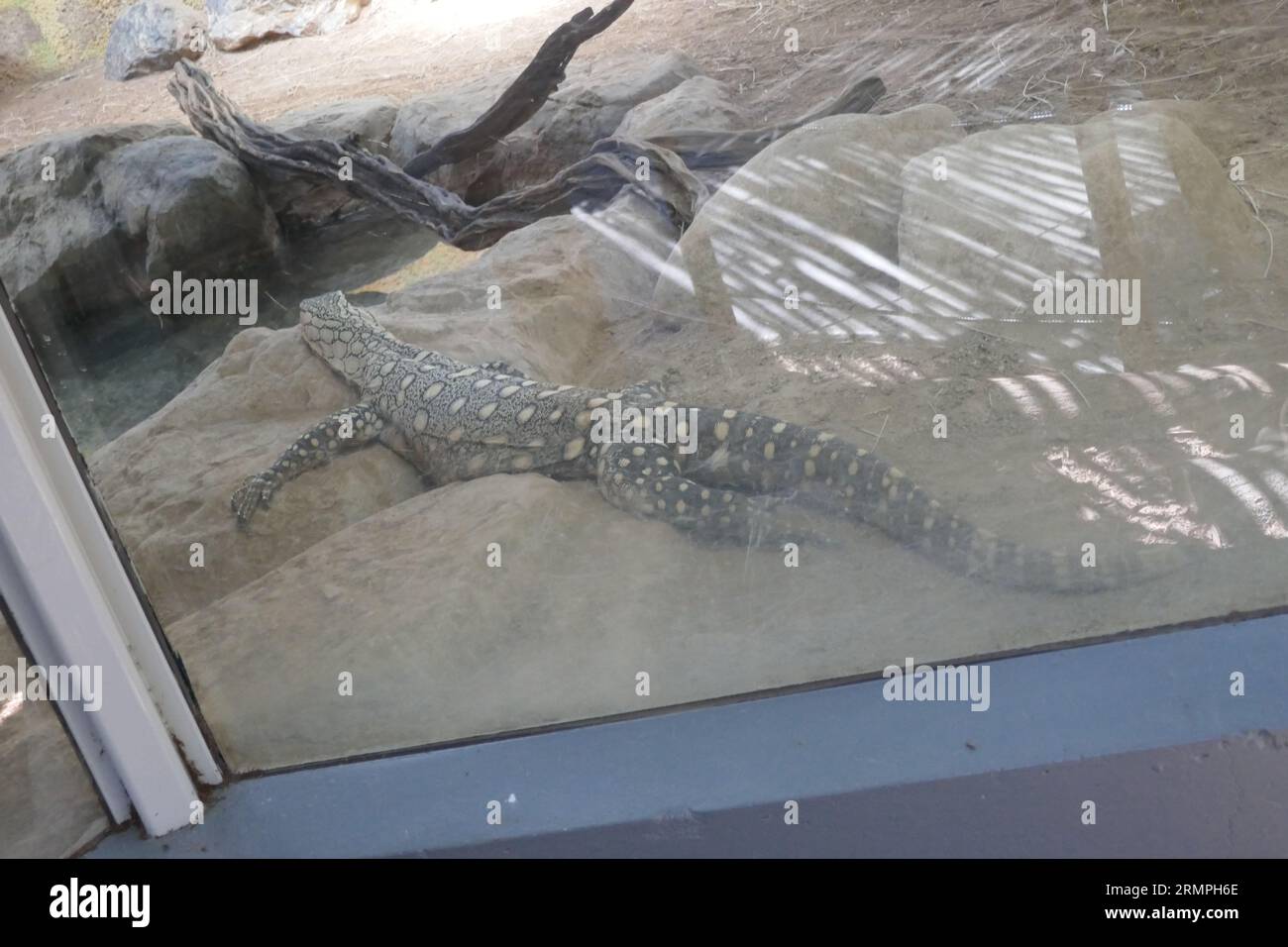 Los Angeles, California, USA 29th August 2023 Perente at LA Zoo on ...