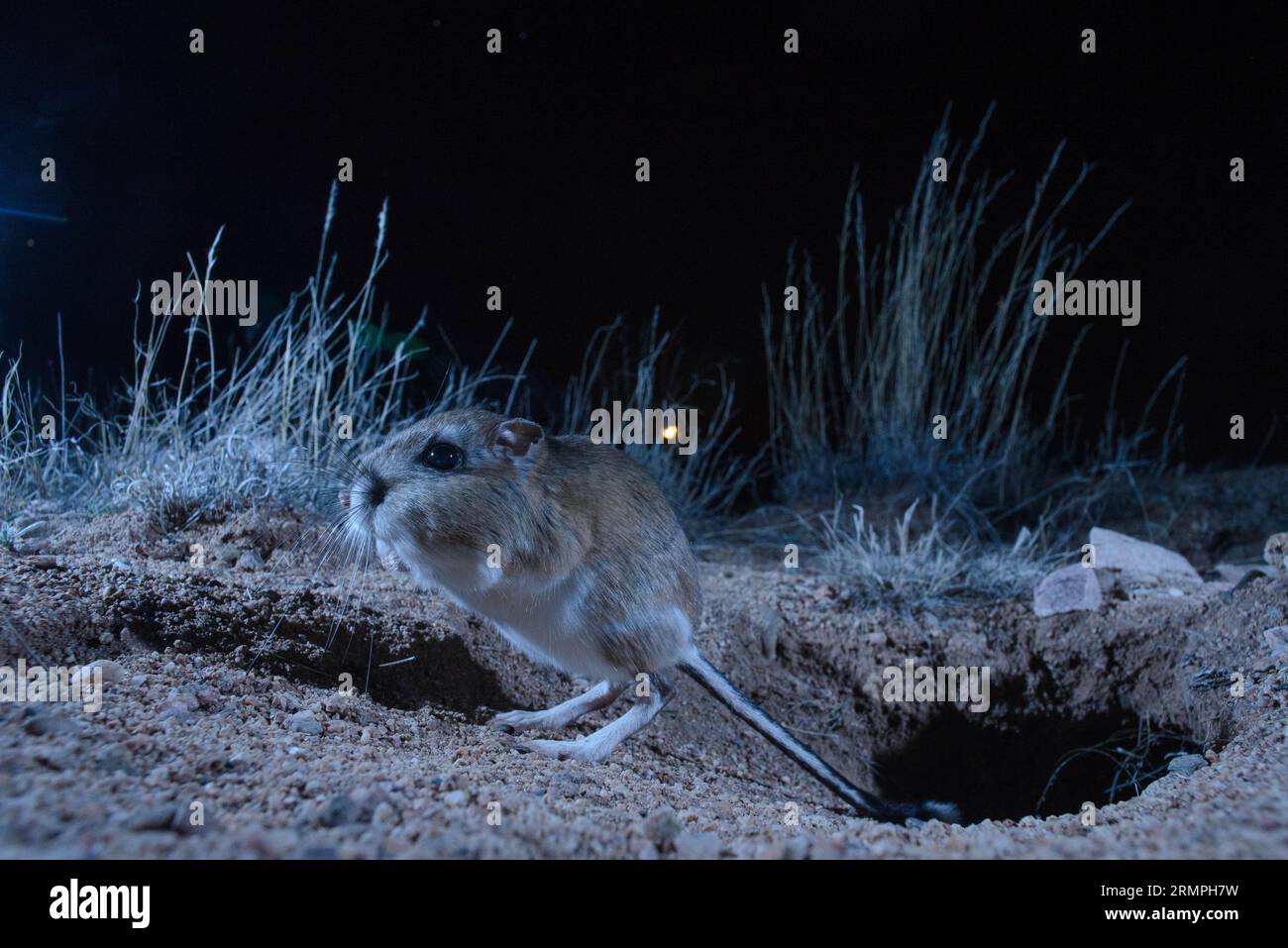 Banner-tailed Kangaroo Rat, Socorro county, New Mexico, USA Stock Photo ...