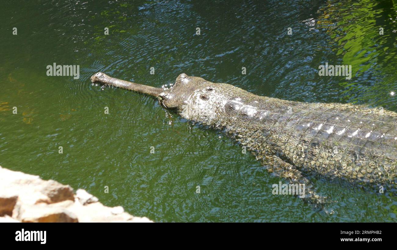 Los Angeles, California, USA 29th August 2023 Indian Gharial at LA Zoo ...