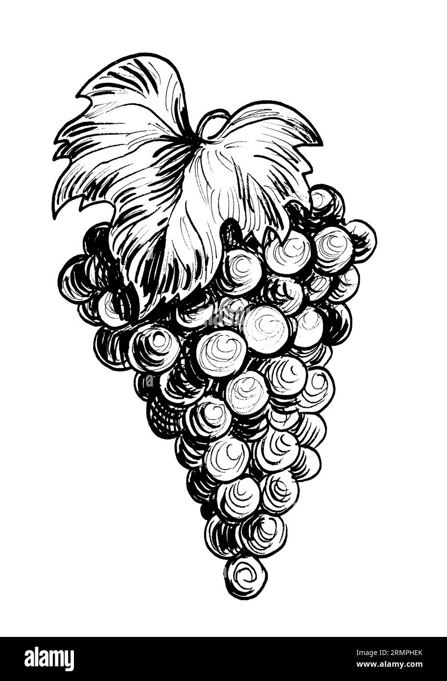 Bunch of grapes. Retro styled ink black and white drawing Stock Photo ...