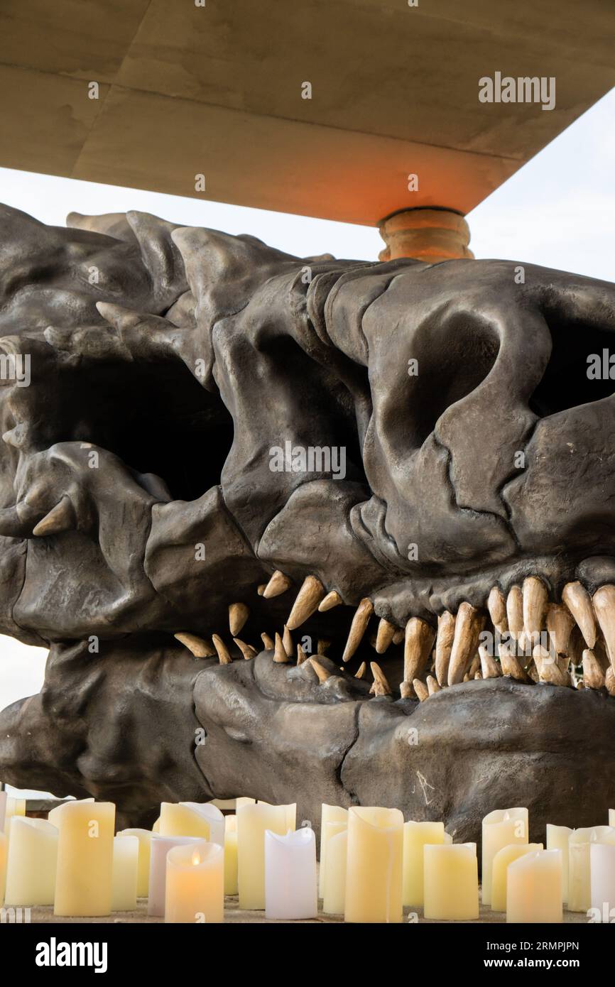 Bones and sword skull dragon defeated with candles. Dinosaur skull ...