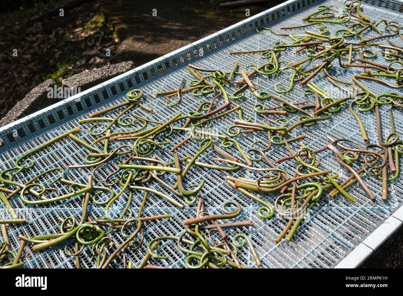 Japan, Kyushu. Warabi, A Forest Vegetable, known as Bracken Fern in ...
