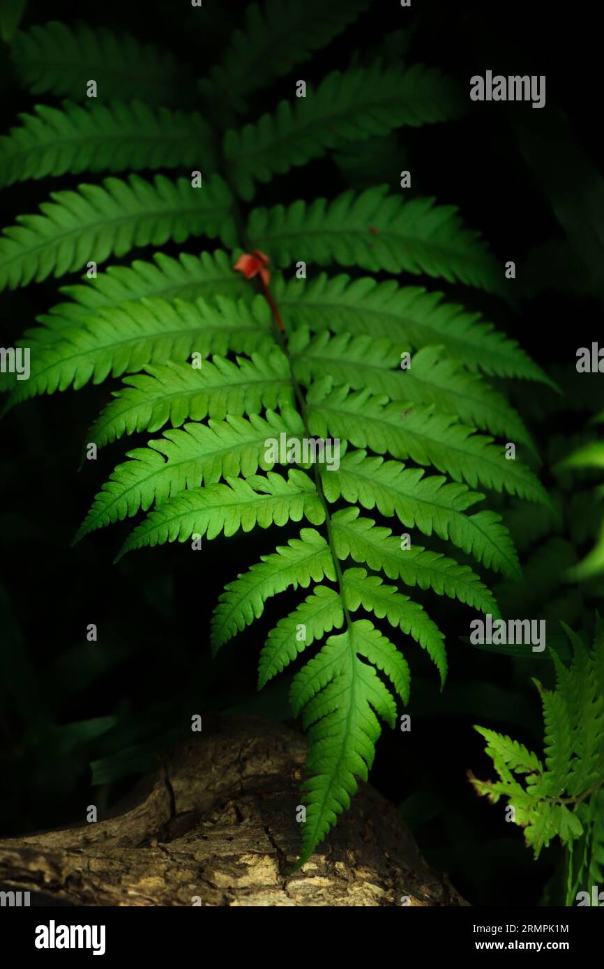 Black tree fern leaf detail on dark background, single leaf Stock Photo ...