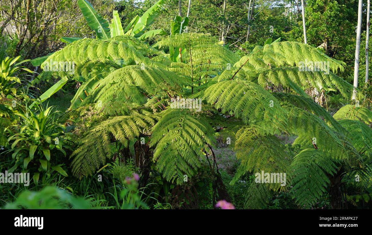 Jambi penawar hi-res stock photography and images - Alamy