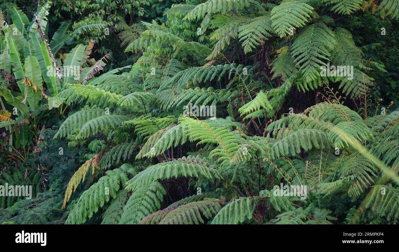 Cibotium barometz (polypodium barometz, barometz, golden chicken fern ...