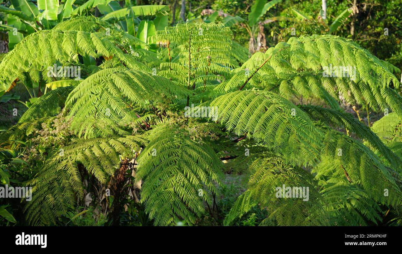 Jambi penawar hi-res stock photography and images - Alamy