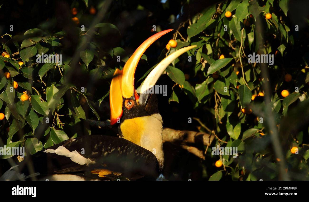 A great Indian Hornbill siting on a tree branch with its beak open and ...
